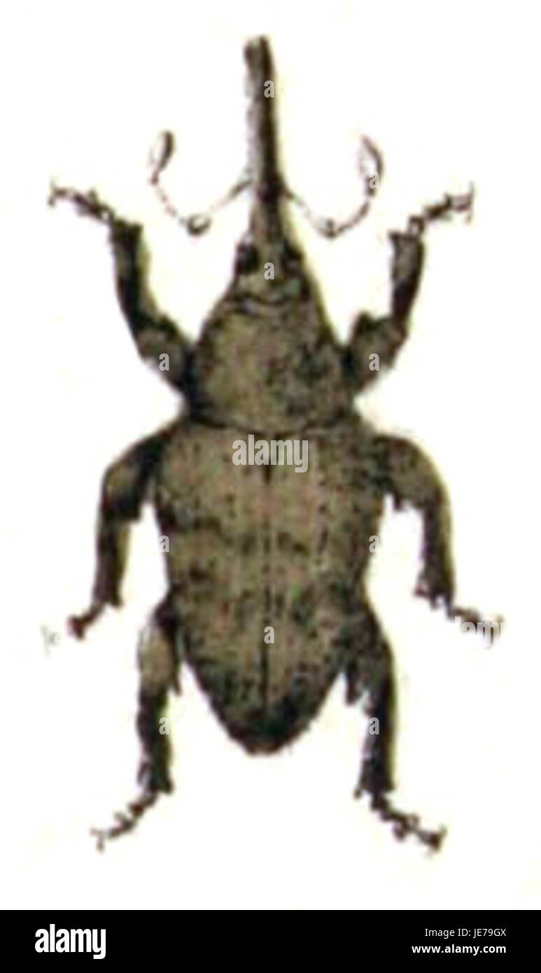 Curculio Nucum High Resolution Stock Photography and Images - Alamy