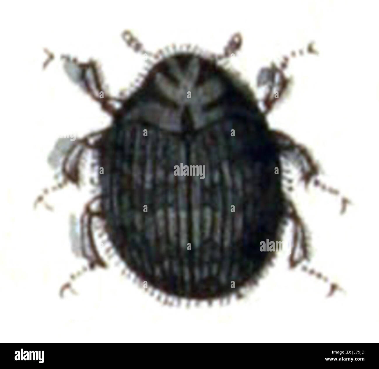 Setigera hi-res stock photography and images - Alamy