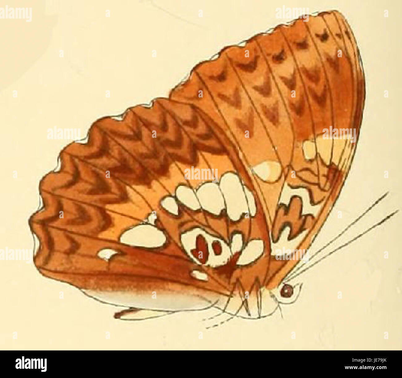 Cymothoe Stock Photos & Cymothoe Stock Images - Alamy