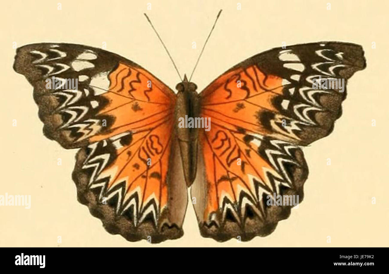 Cymothoe Stock Photos & Cymothoe Stock Images - Alamy