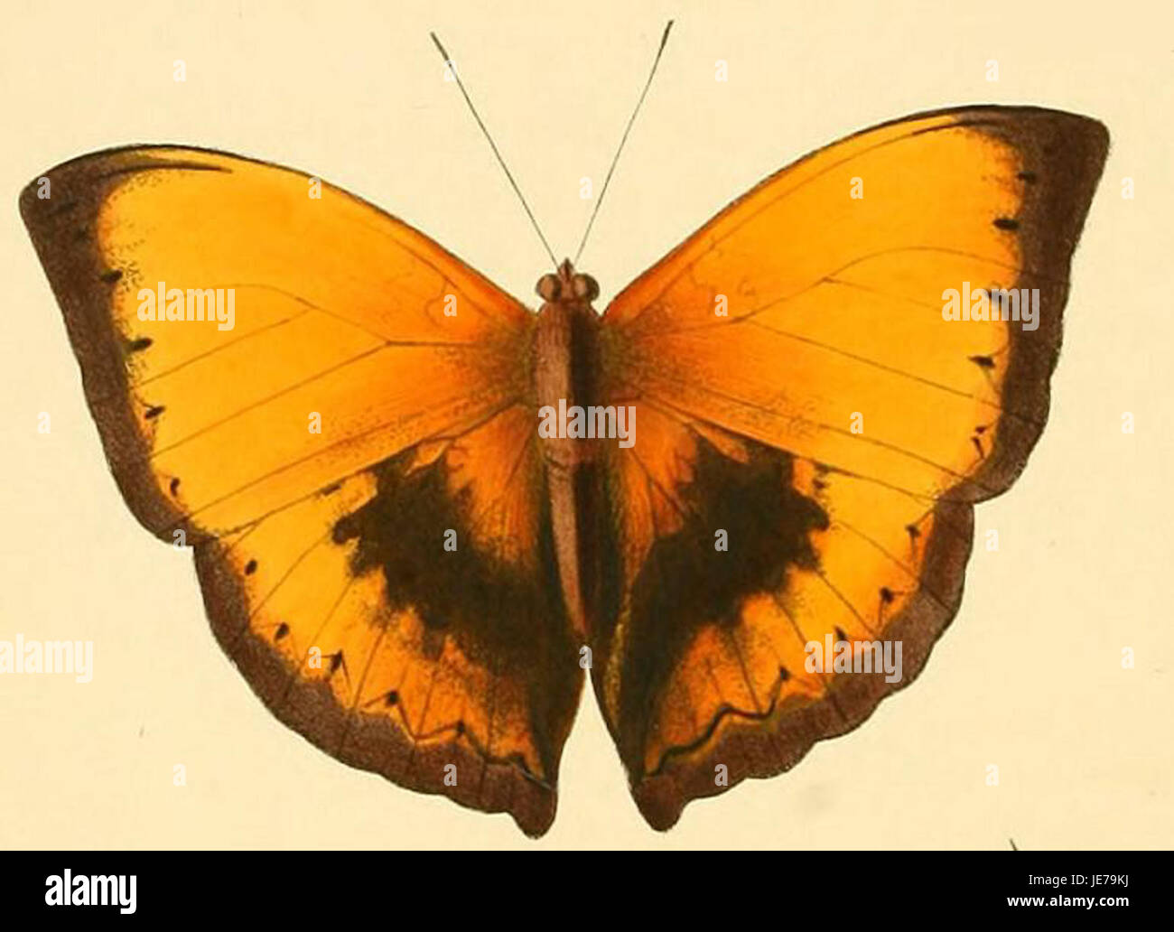 Cymothoe hi-res stock photography and images - Alamy