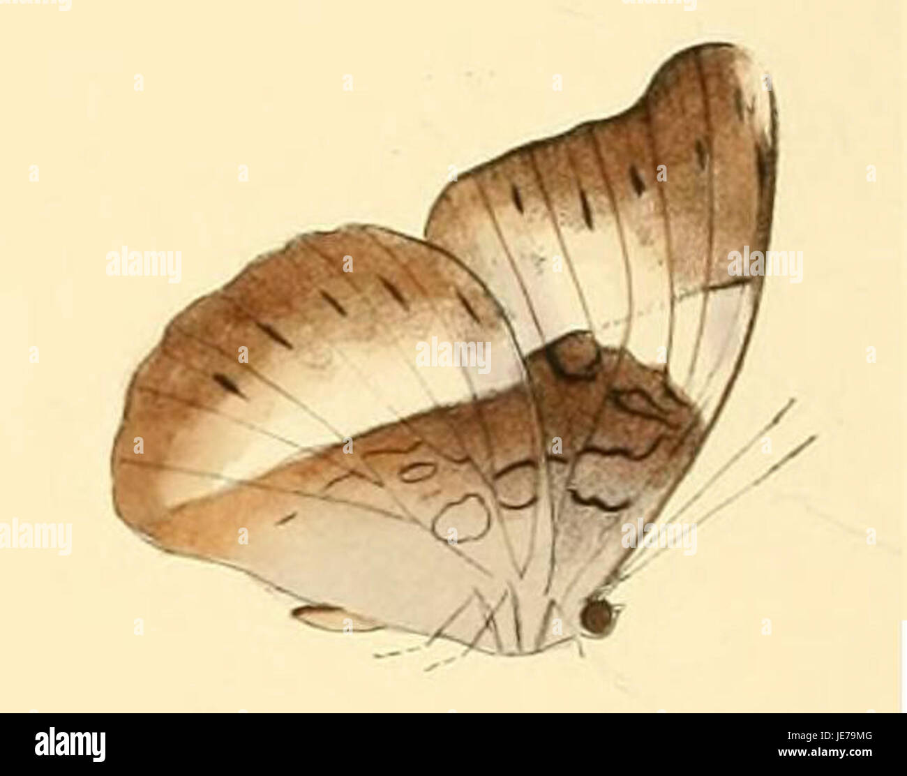 Butterfly features unique patterns hi-res stock photography and images ...