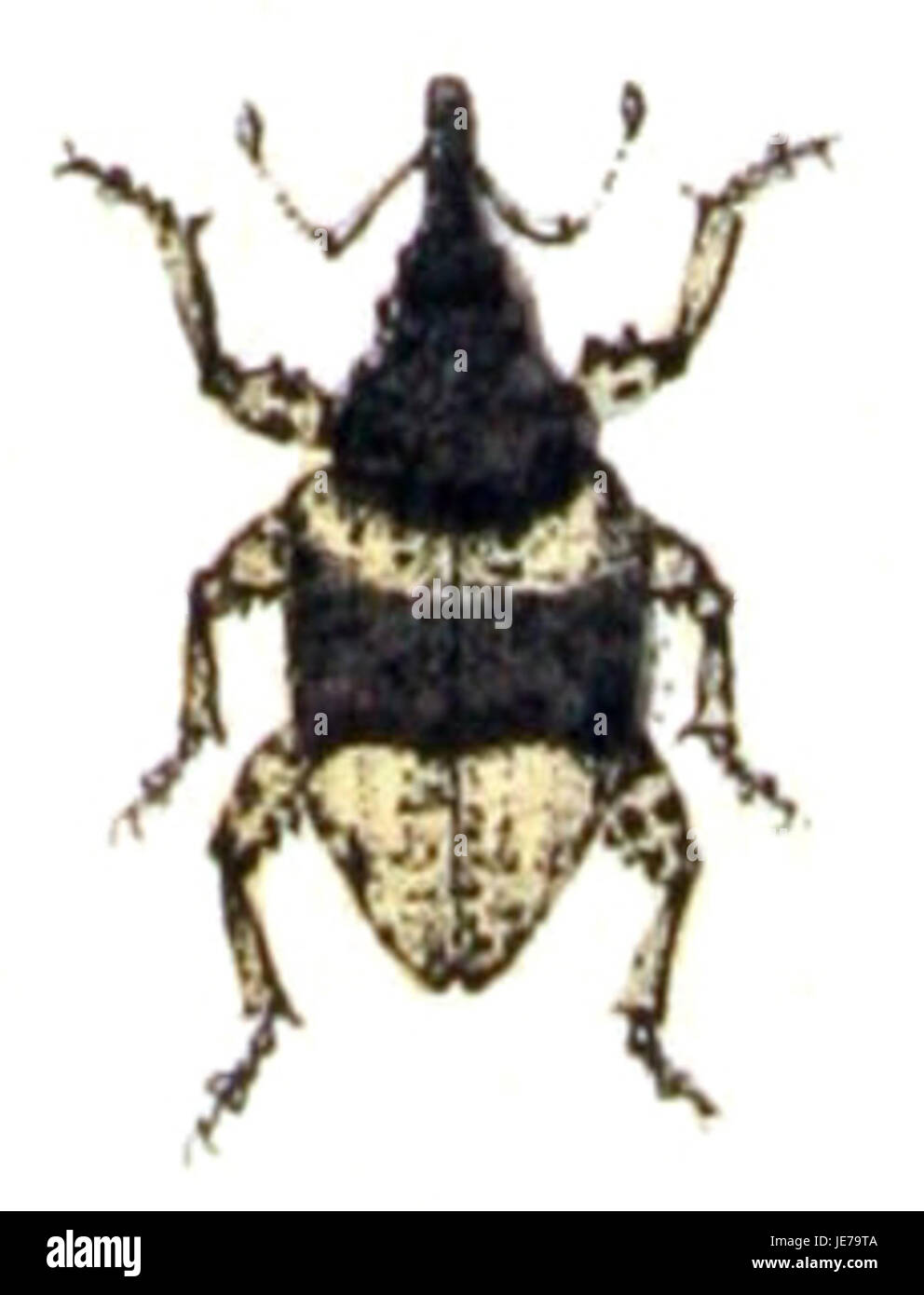 Cryptorhynchus lapathi, commonly known as the poplar weevil, is ...