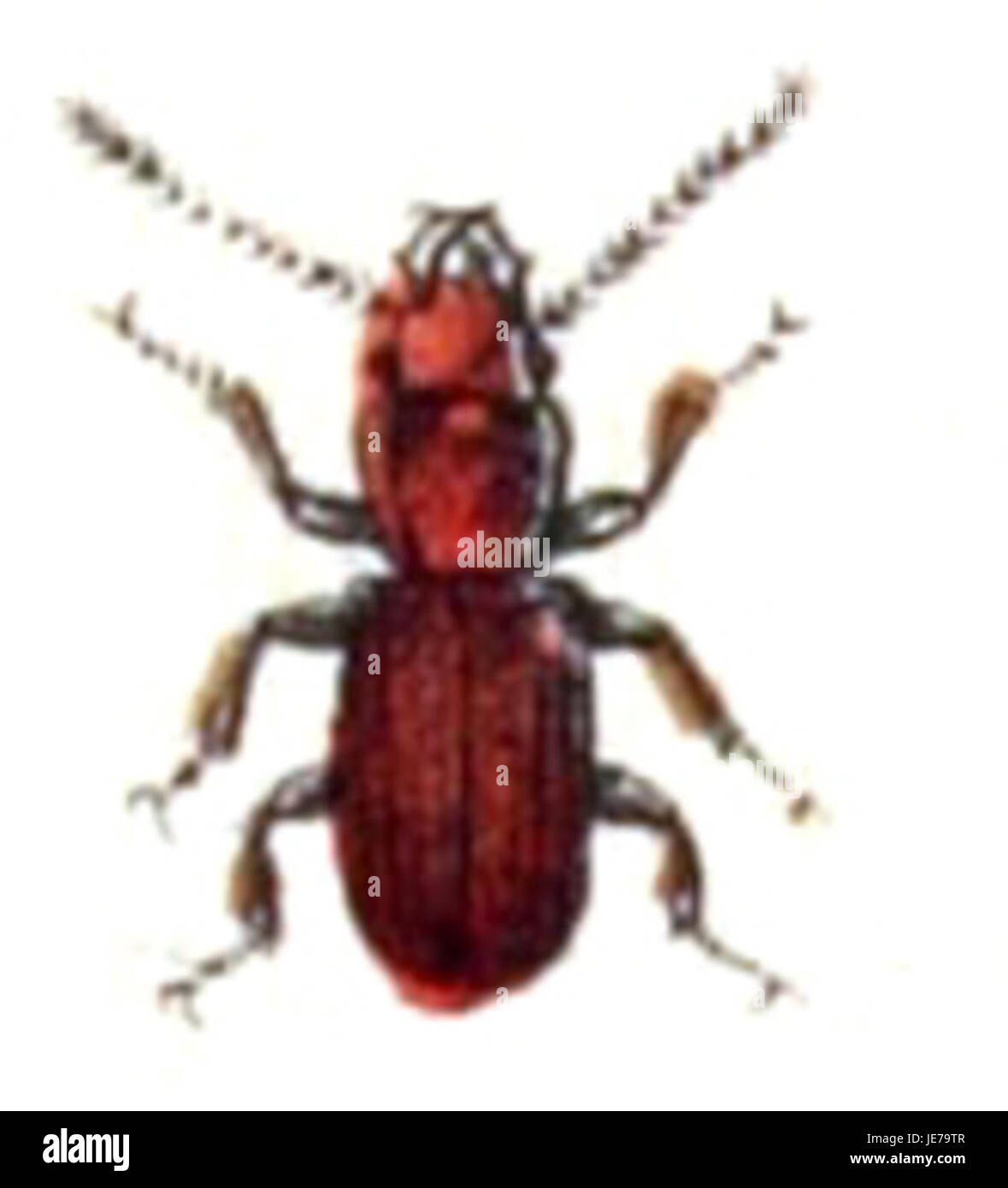 'Cryptolestes ferrugineus,' also known as the rusty grain beetle, is a ...