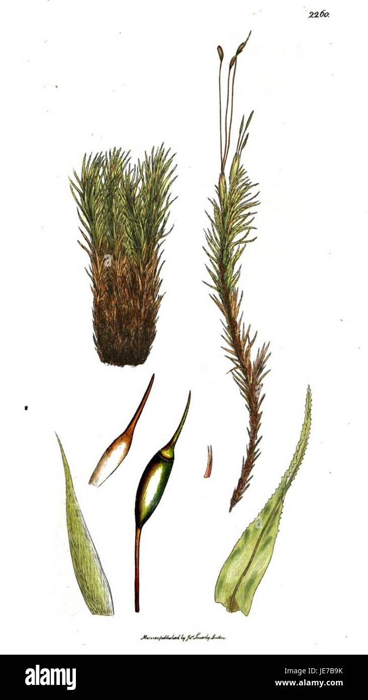 Dicranaceae family hi-res stock photography and images - Alamy