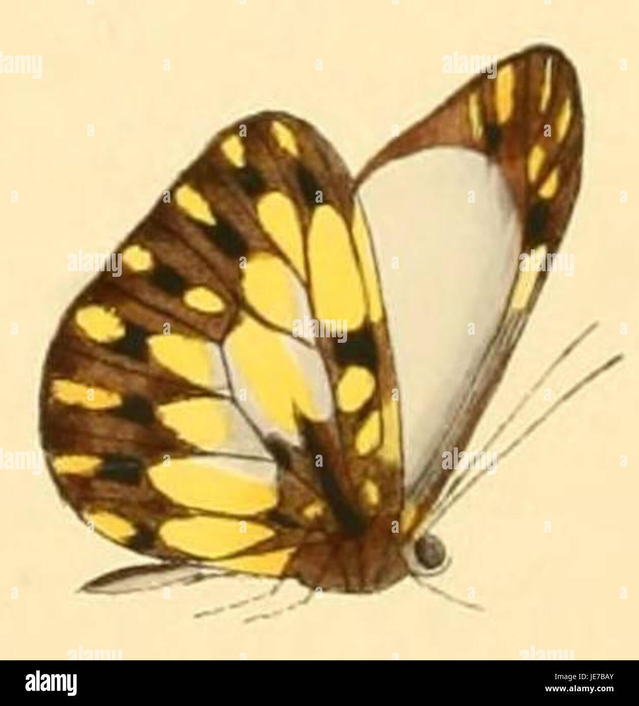 A male Dismorphia lygdamis butterfly, showcasing its distinctive wings ...