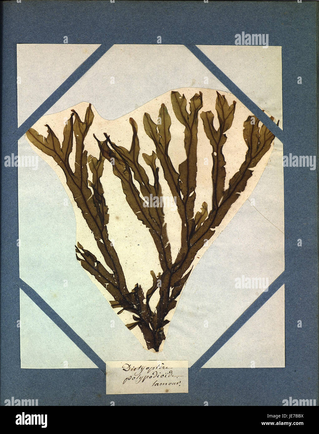 Dictyopteris polypodioides hi-res stock photography and images - Alamy