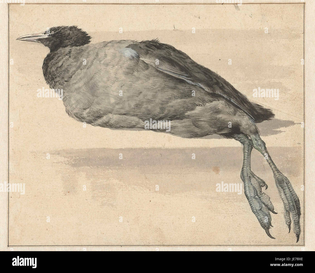 Meerkoet hi-res stock photography and images - Alamy