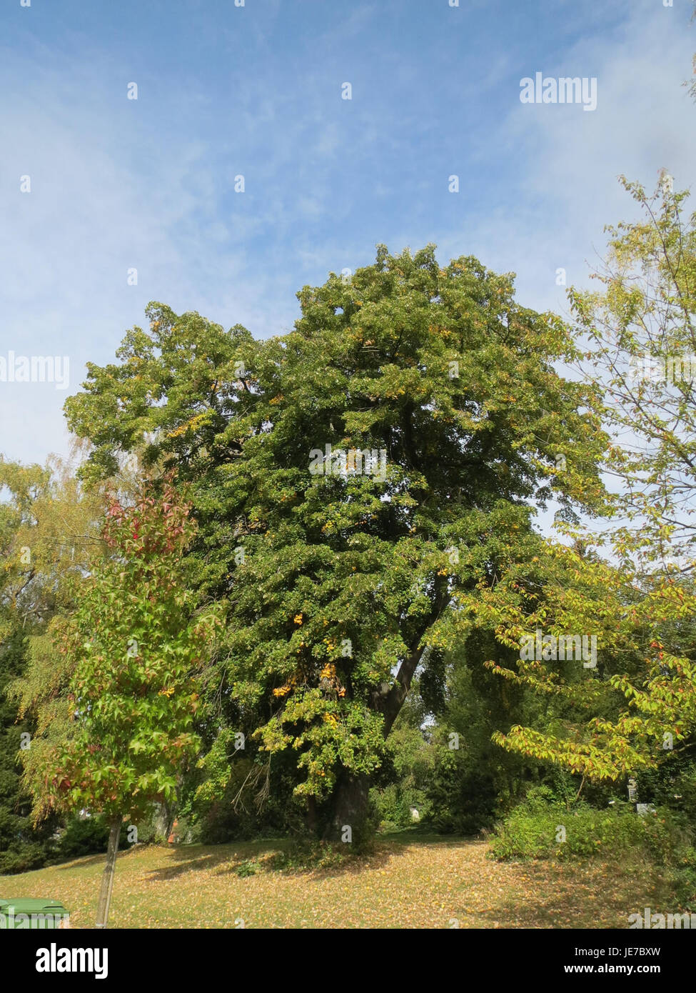 Tilia cordata, or little-leaf linden, is a deciduous tree species ...
