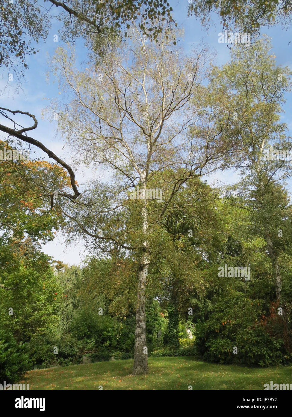 Silvicultural techniques hi-res stock photography and images - Alamy