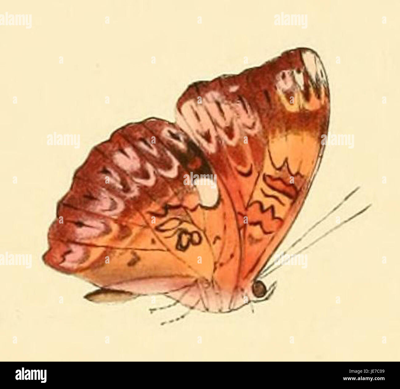 Cymothoe coccinata hi-res stock photography and images - Alamy