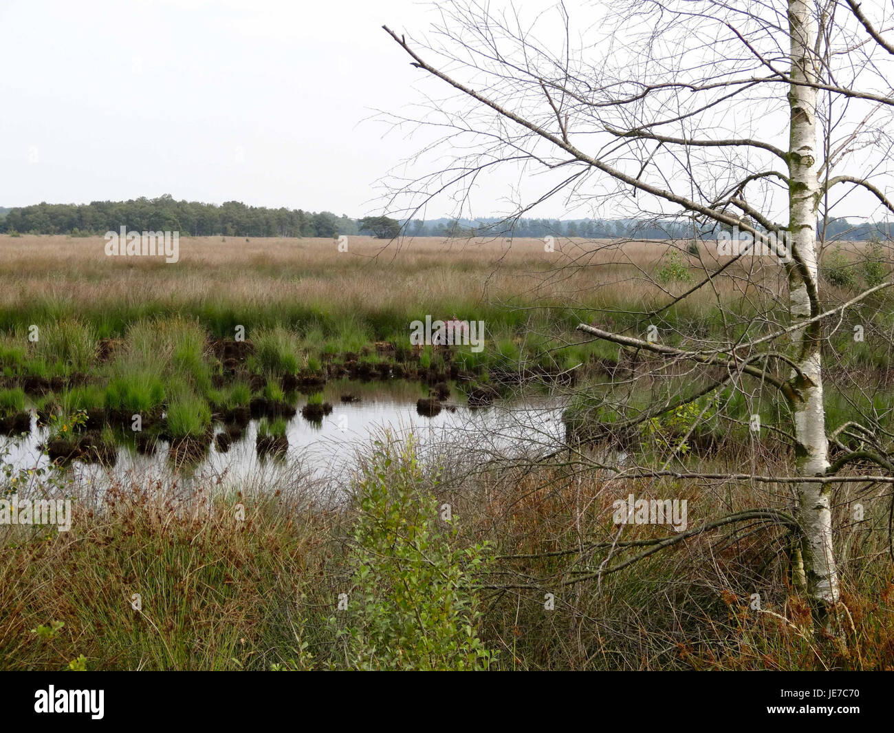 The Wierdense Veld is a nature reserve located in the Netherlands ...