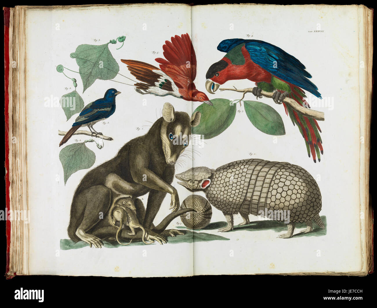 A work by Albertus Seba depicting the Molucca opossum (Didelphis ...