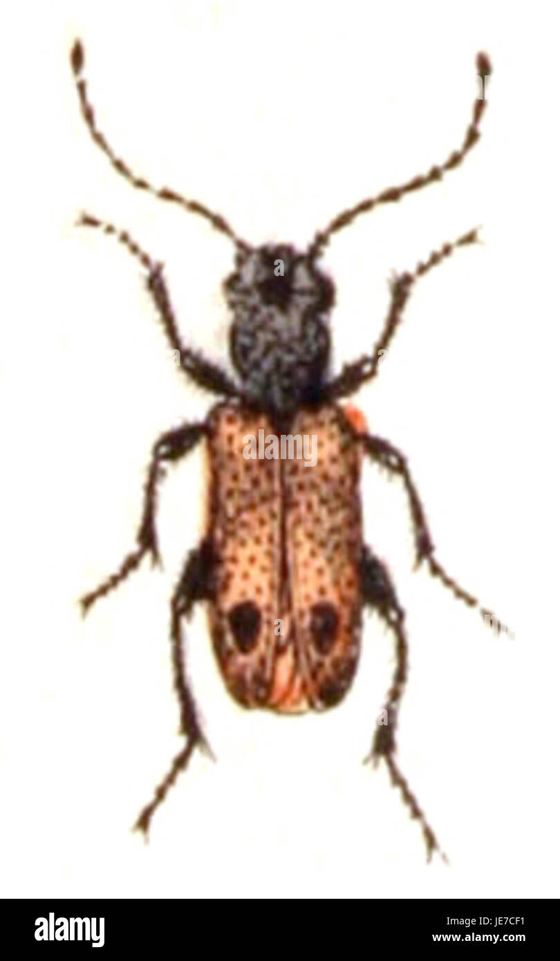 Under stones Cut Out Stock Images & Pictures - Alamy