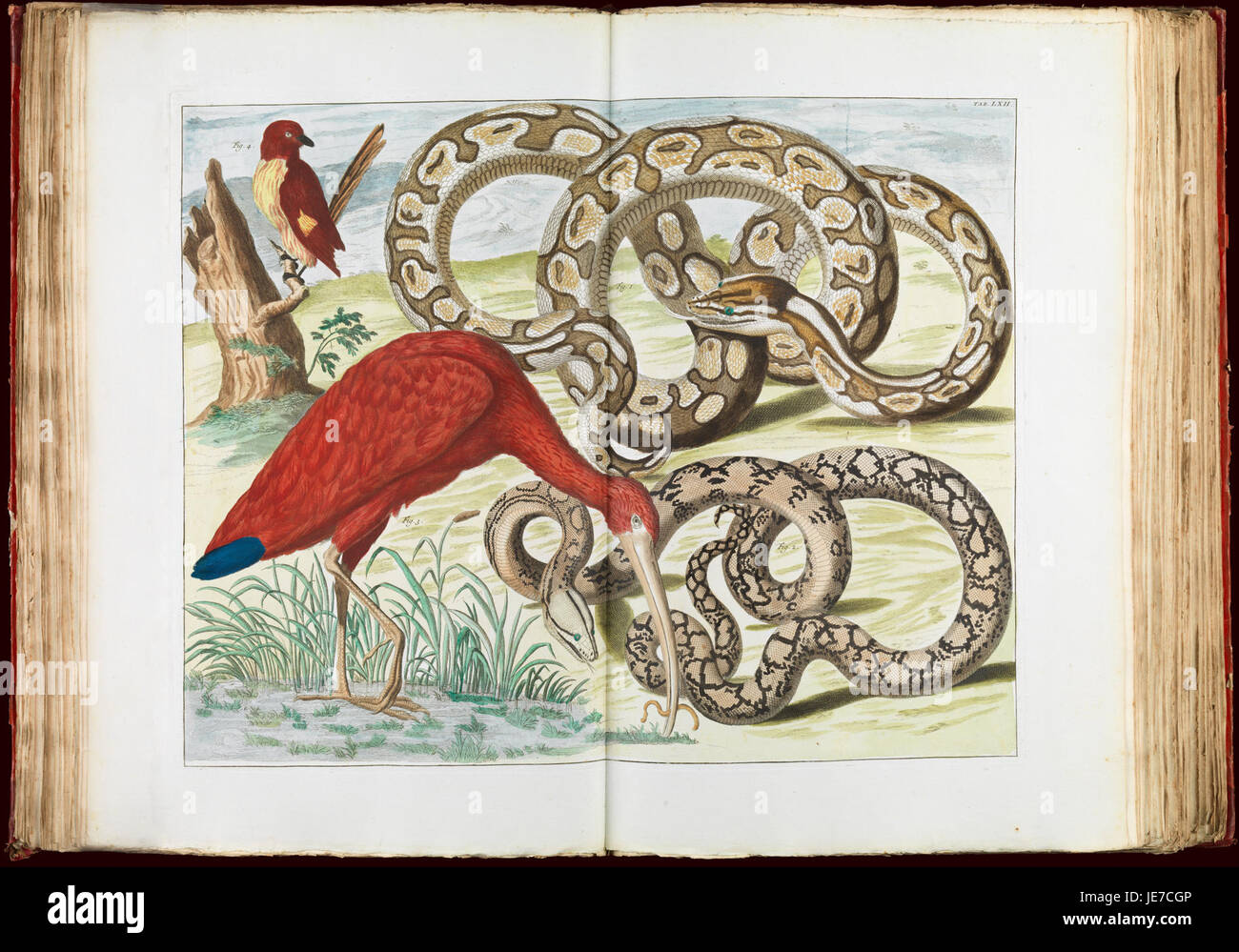 The Red Ibis (Eudocimus ruber) is depicted in Albertus Seba's work ...