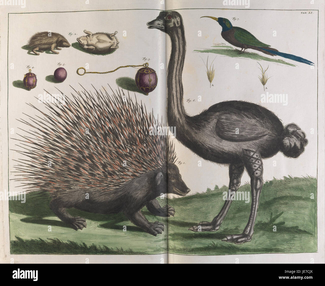 Ancient ostrich drawing hi-res stock photography and images - Alamy