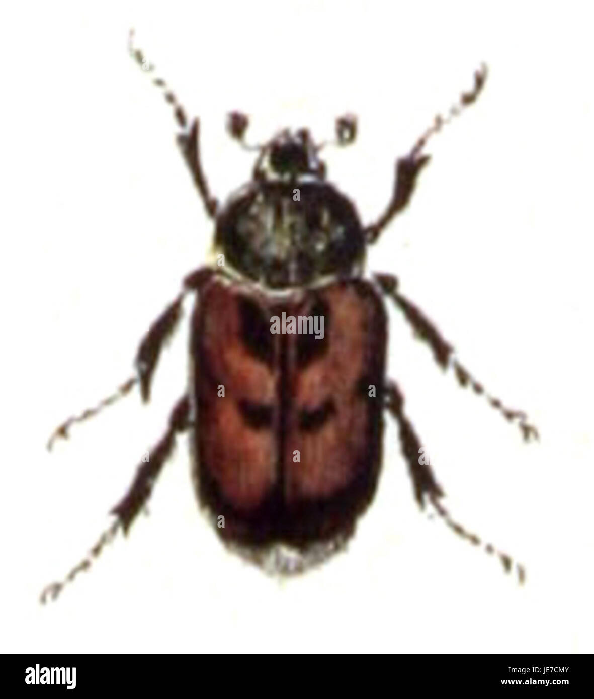 Species of scarab beetle hi-res stock photography and images - Alamy