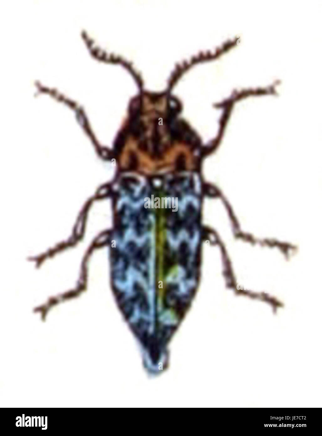 Agrilus viridicaerulans, also known as the emerald ash borer, is an ...