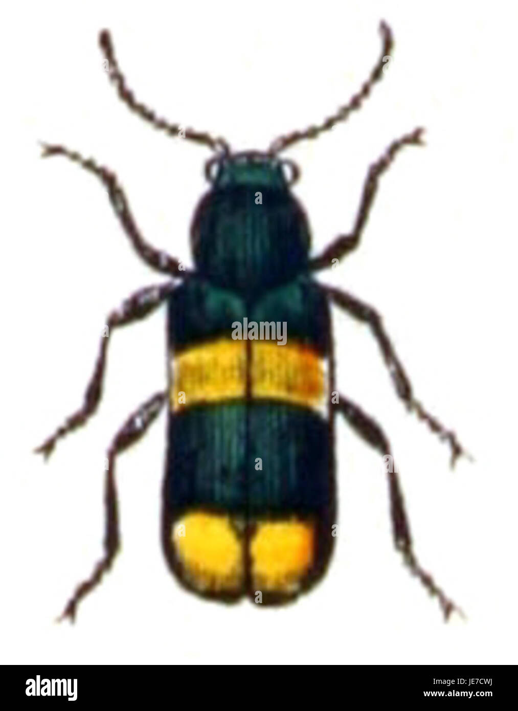 Native european beetle Cut Out Stock Images & Pictures - Alamy