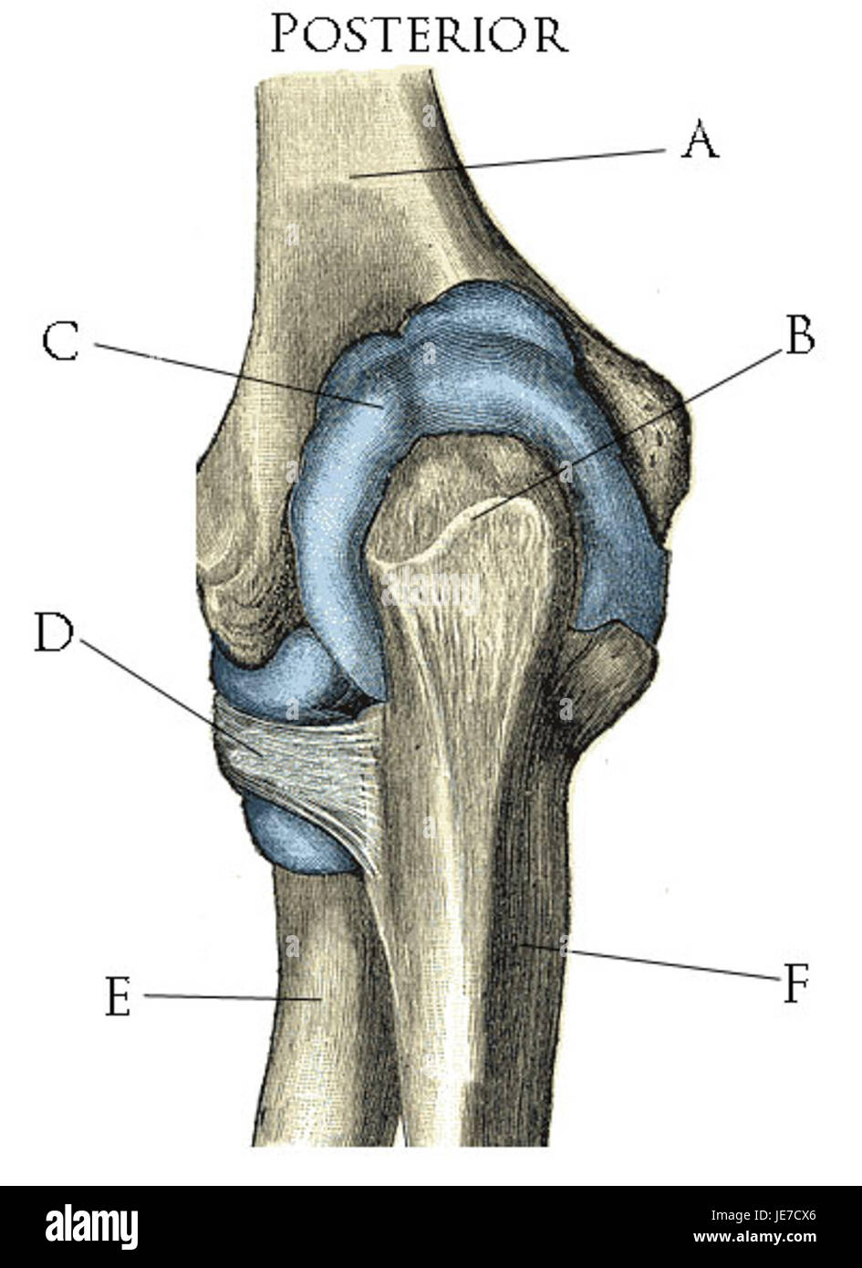 The bursa of the elbow joint is a small fluid-filled sac that reduces ...