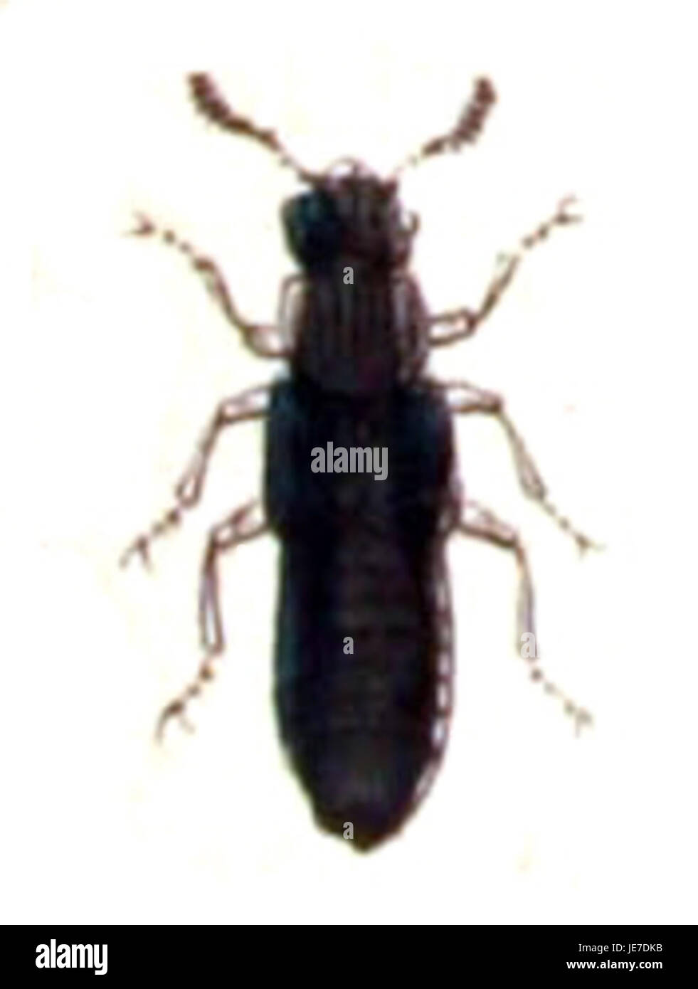 Anotylus rugosus, a species of rove beetle, was photographed in Calwer ...