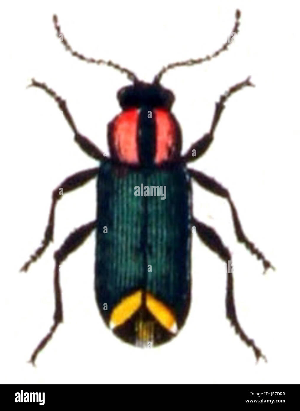 *Axinotarsus pulicarius* is a species of water beetle. The image ...