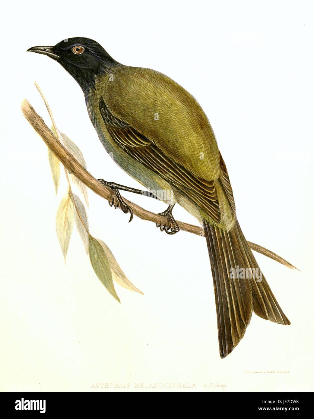 Anthornis melanocephalus, commonly known as the New Zealand bellbird ...