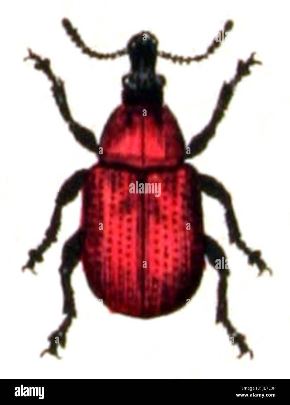 Attelabus nitens Cut Out Stock Images & Pictures - Alamy