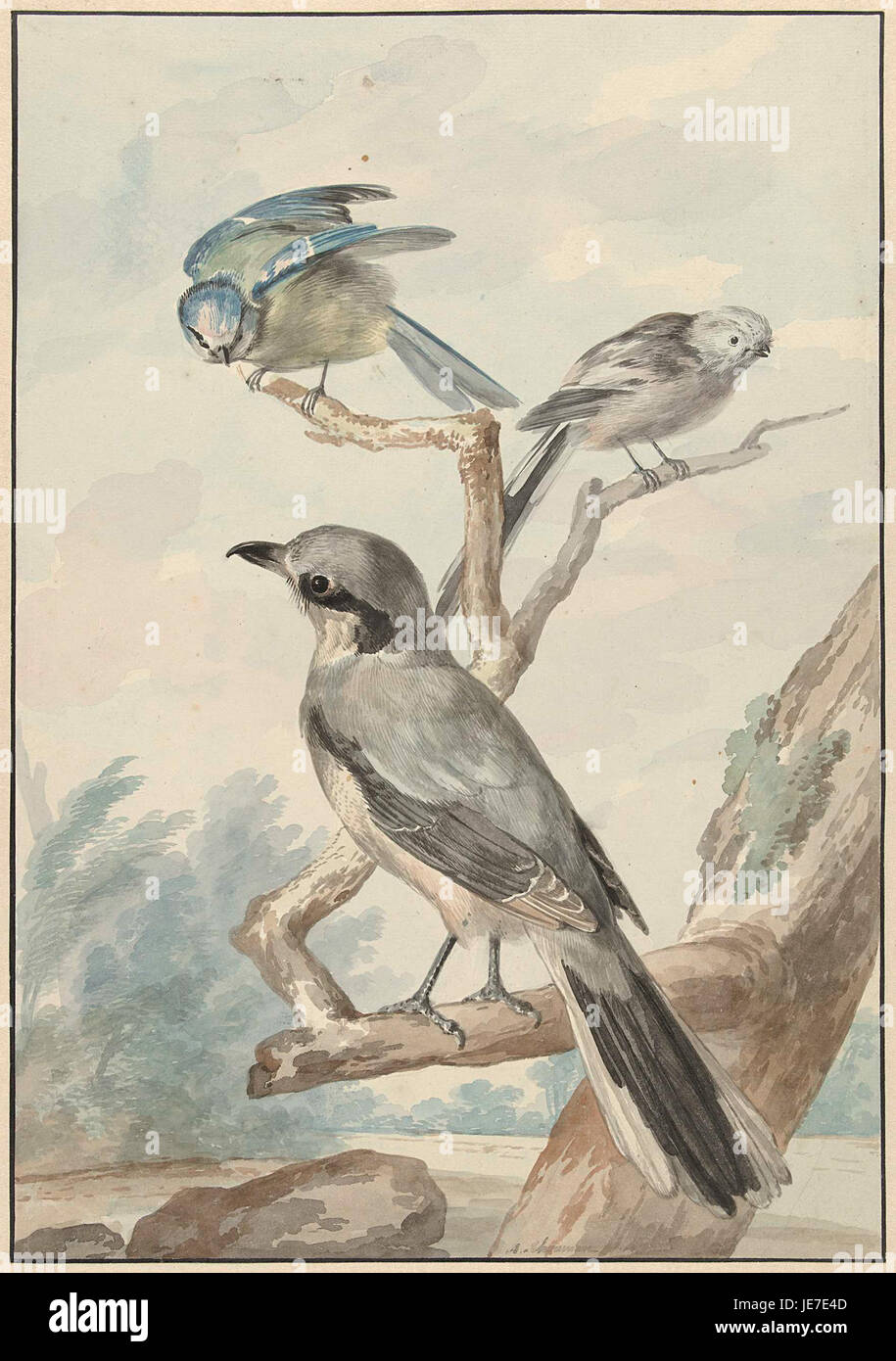 The image shows three bird species: a Long-tailed Tit (*Aegithalos ...
