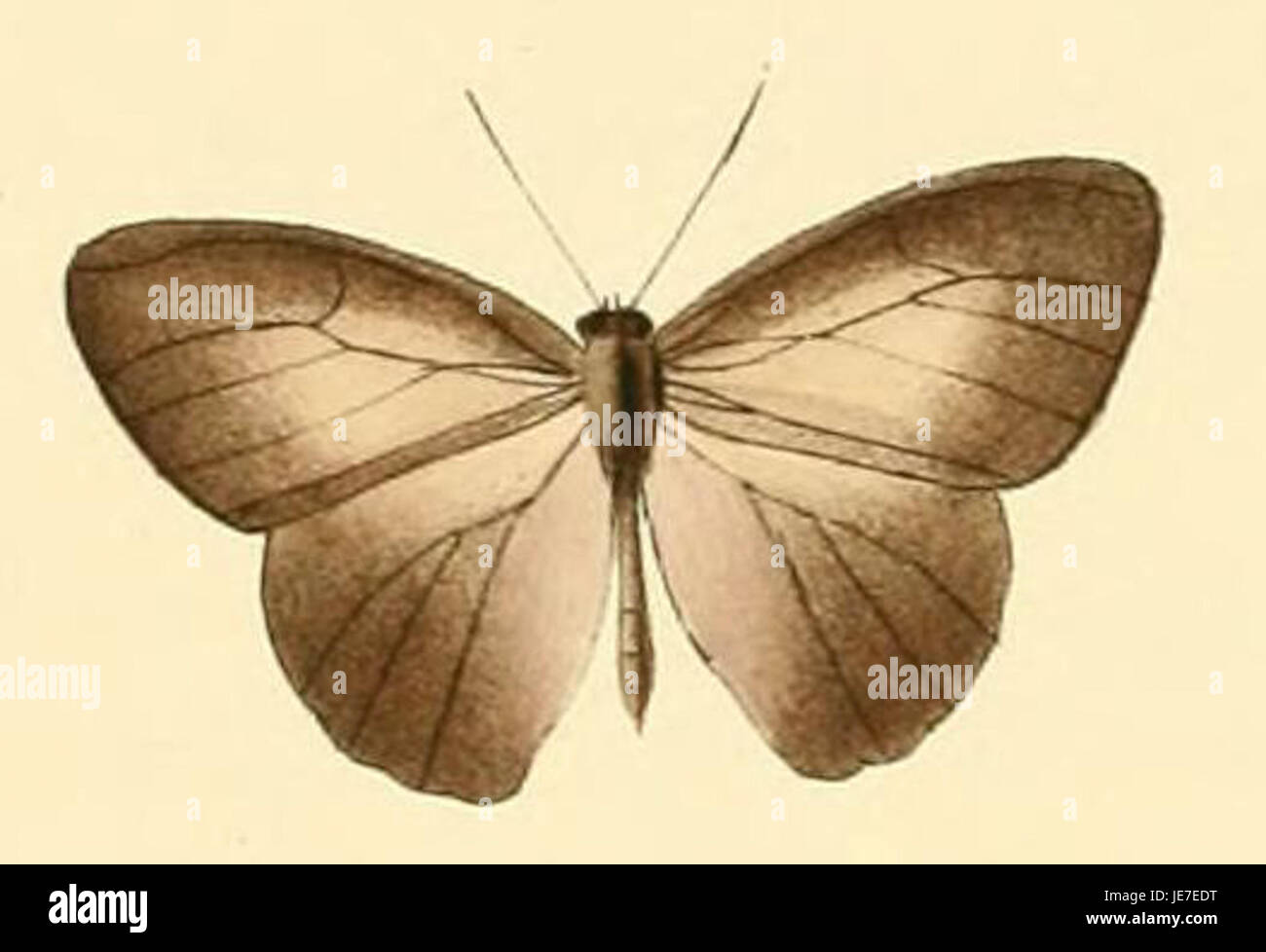 Bicyclus dorothea is a species of butterfly belonging to the ...