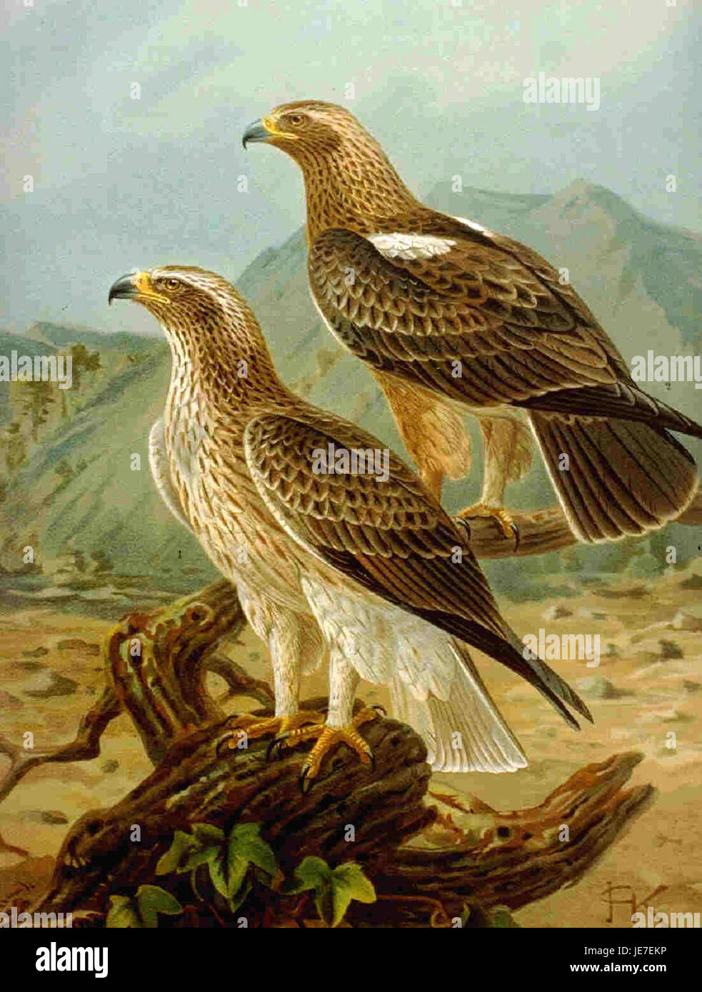 A depiction of the Booted Eagle, scientifically known as Aquila pennata ...