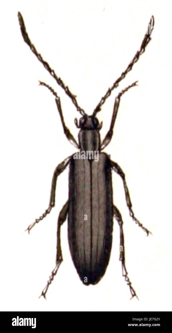 Calopus serraticornis hi-res stock photography and images - Alamy