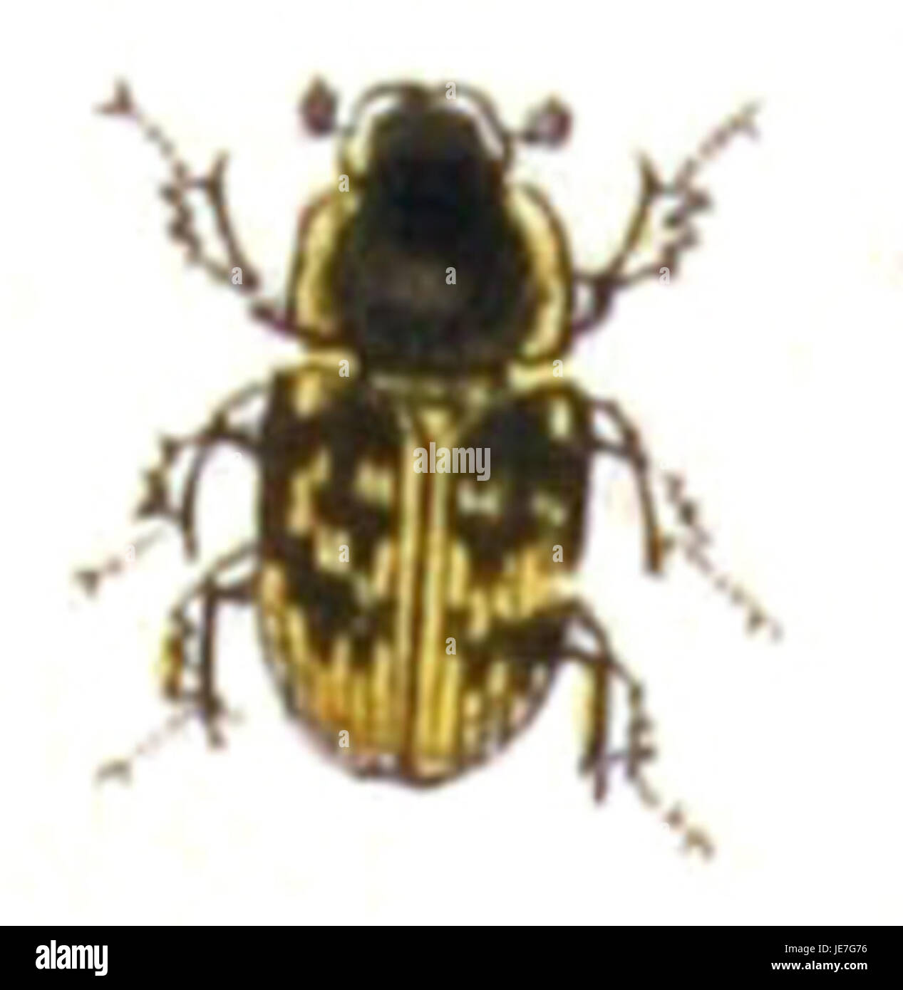 Fish species studies Cut Out Stock Images & Pictures - Alamy