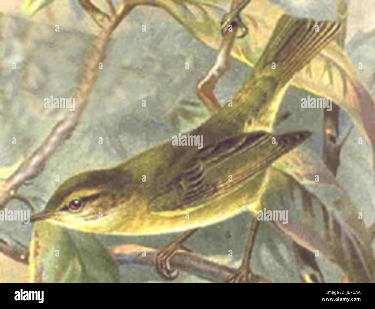 Chiffchaff (Phylloscopus collybita) is a small migratory songbird found ...