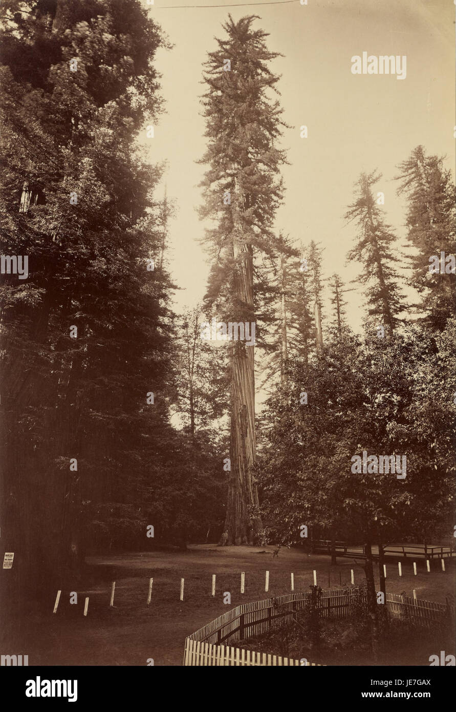 Carleton Watkins captured the grandeur of the Giant Redwood in Santa ...