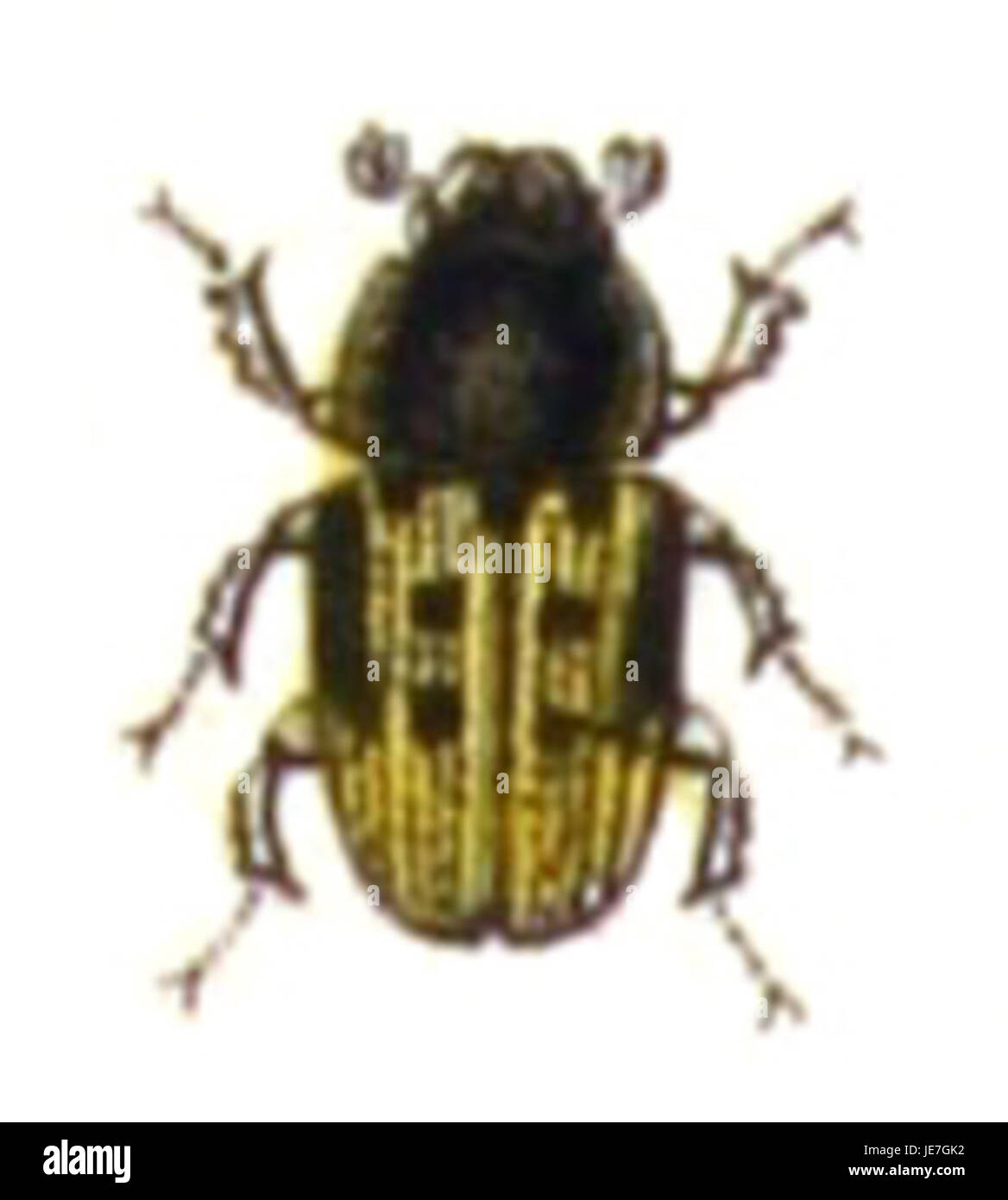 Chilothorax distinctus is a species of beetle in the family Carabidae ...