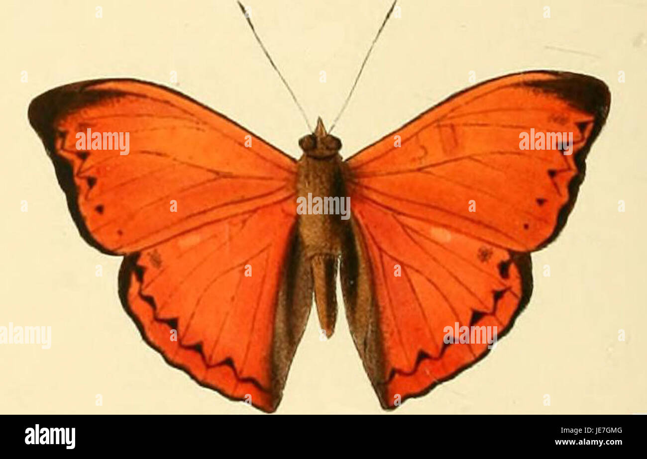 Cymothoe Stock Photos & Cymothoe Stock Images - Alamy