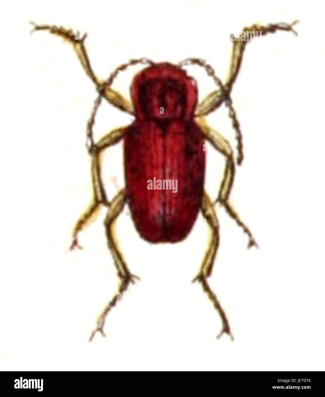 Angustata High Resolution Stock Photography and Images - Alamy