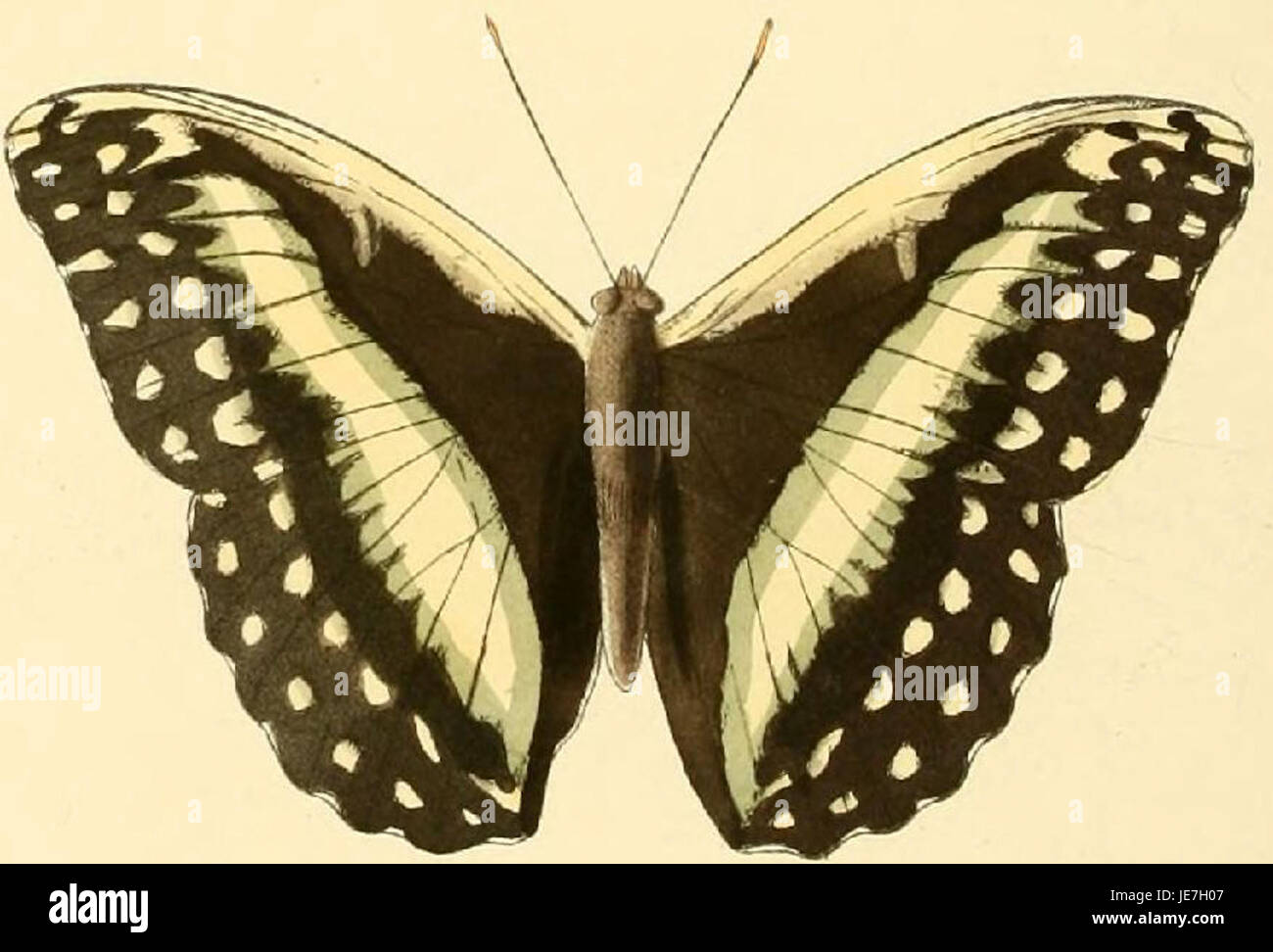 Cymothoe oemilius, a species of butterfly, is known for its vibrant ...