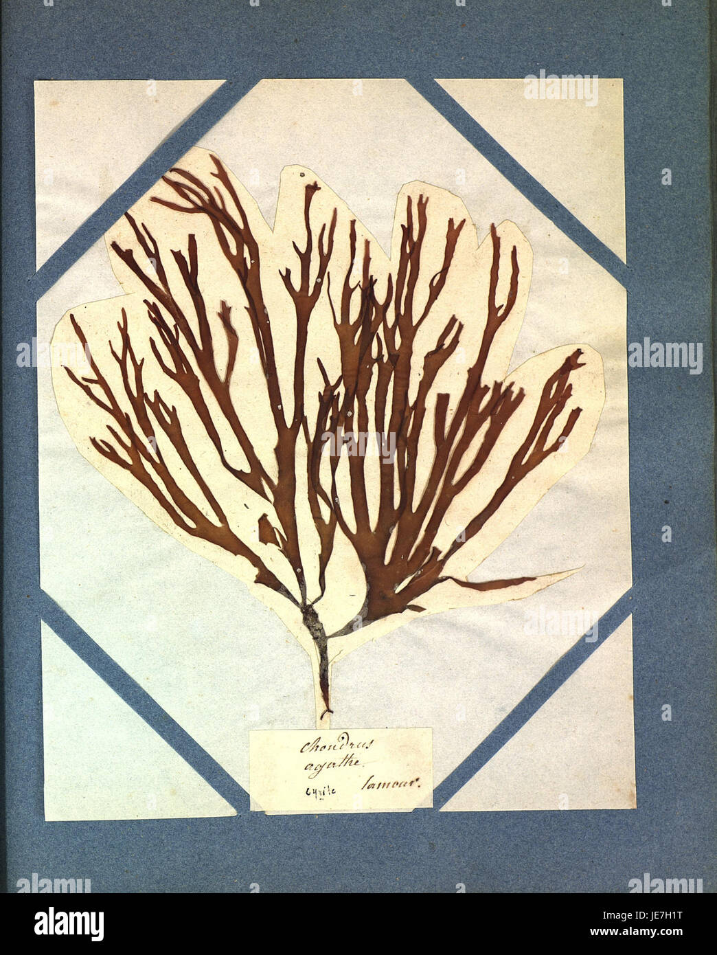 Red algae in sea hi-res stock photography and images - Alamy