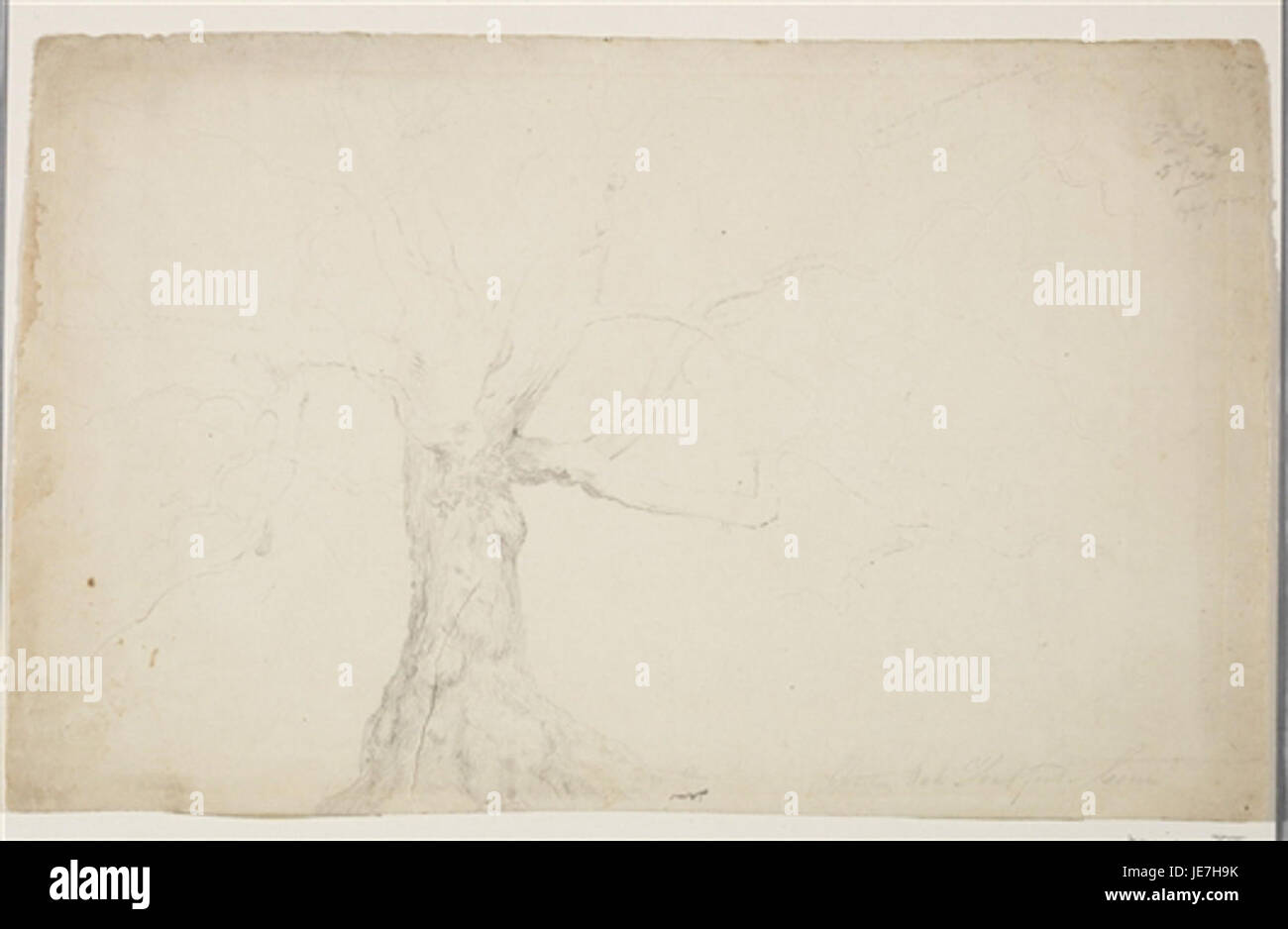 Connecticut charter oak tree hi-res stock photography and images - Alamy