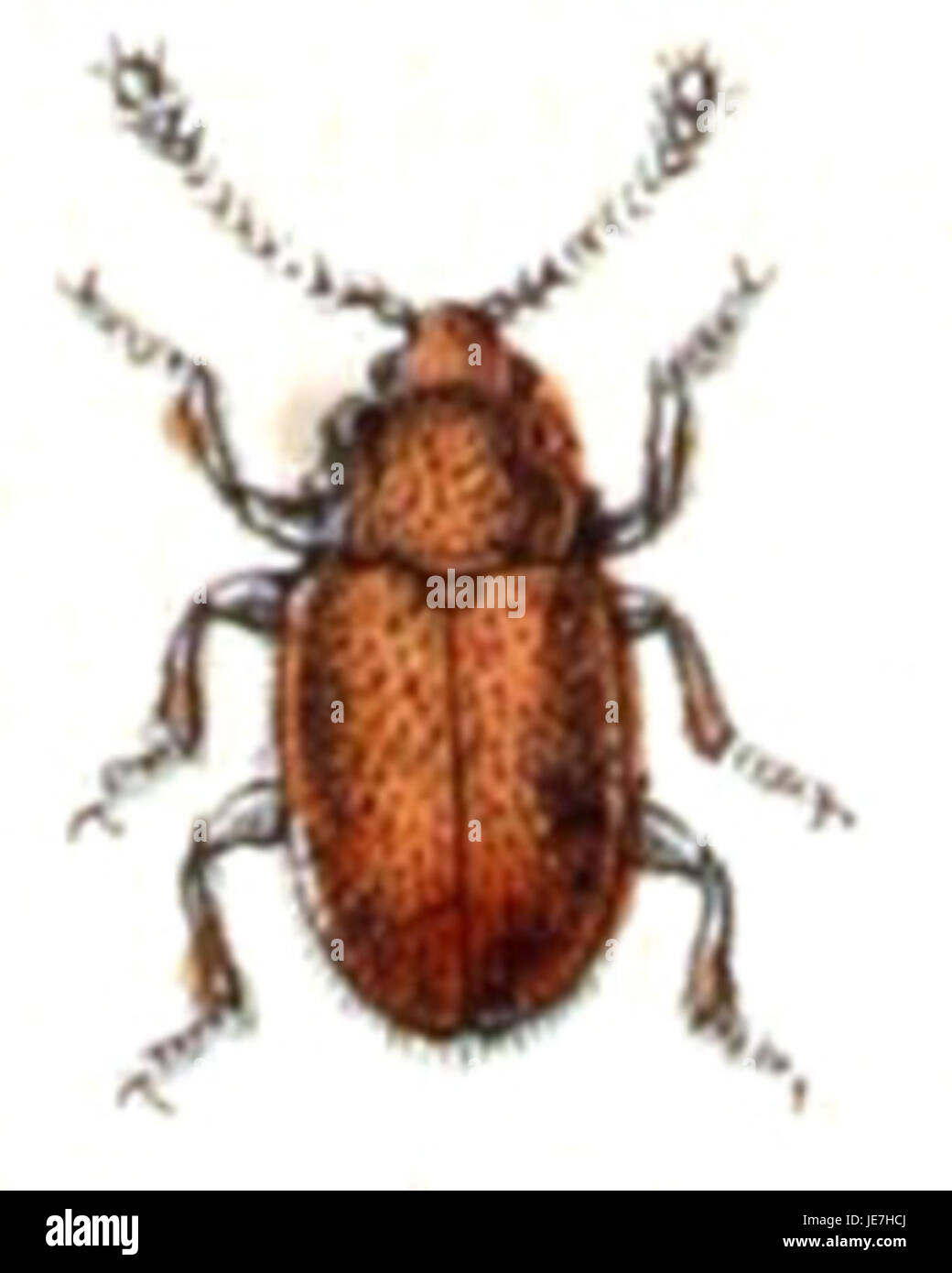 Cryptophagus hi-res stock photography and images - Alamy