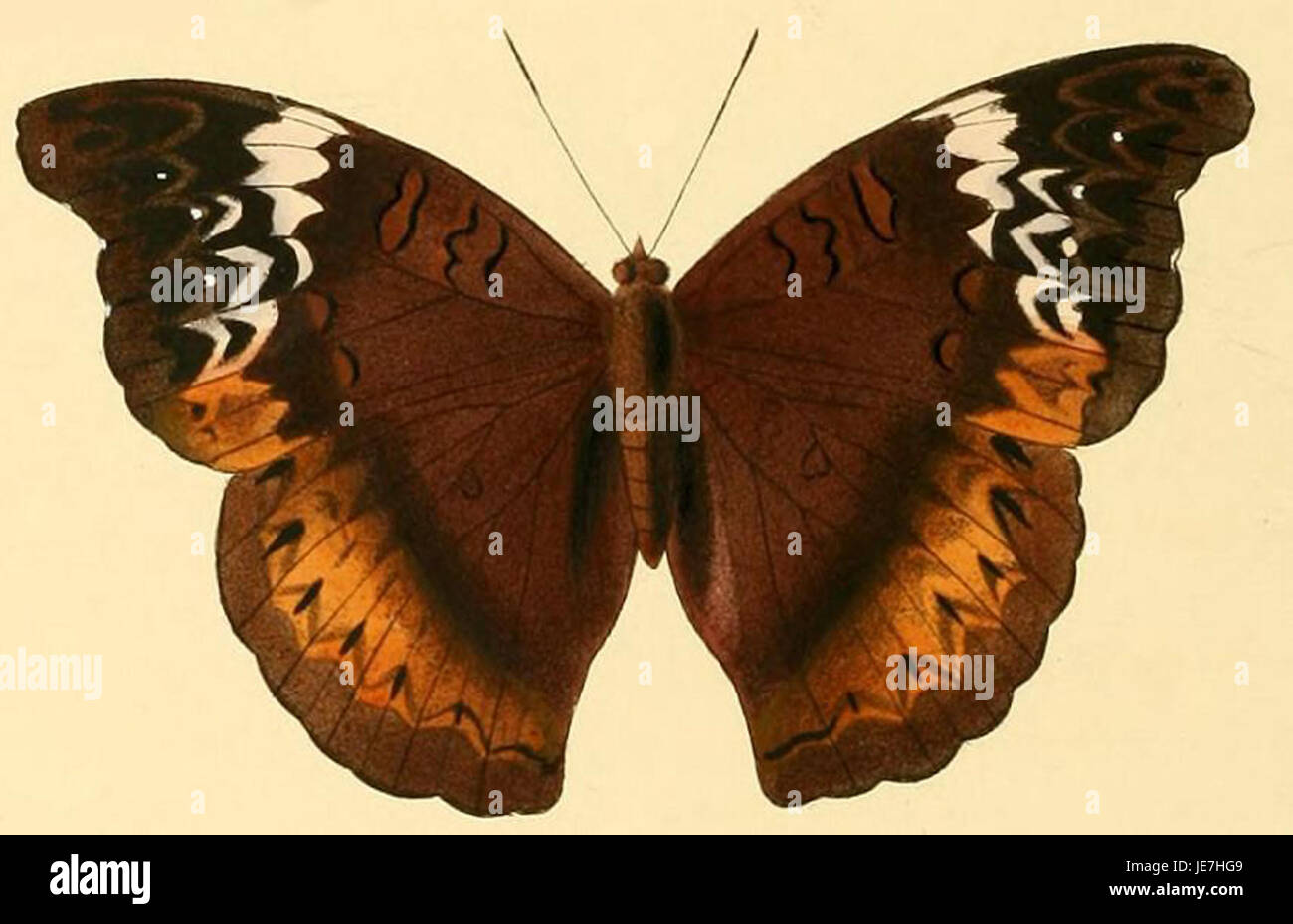 Cymothoe hi-res stock photography and images - Alamy