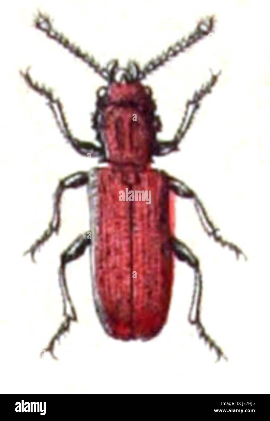 Cucujus cinnaberinus, a species of wood-boring beetle identified for ...