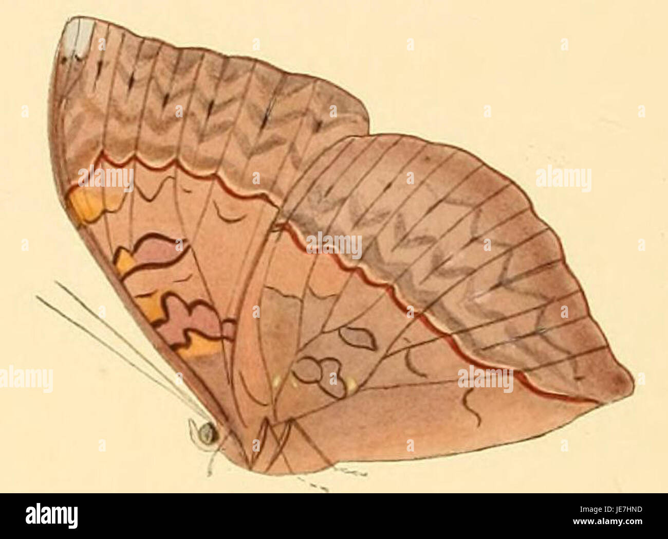 Cymothoe High Resolution Stock Photography and Images - Alamy