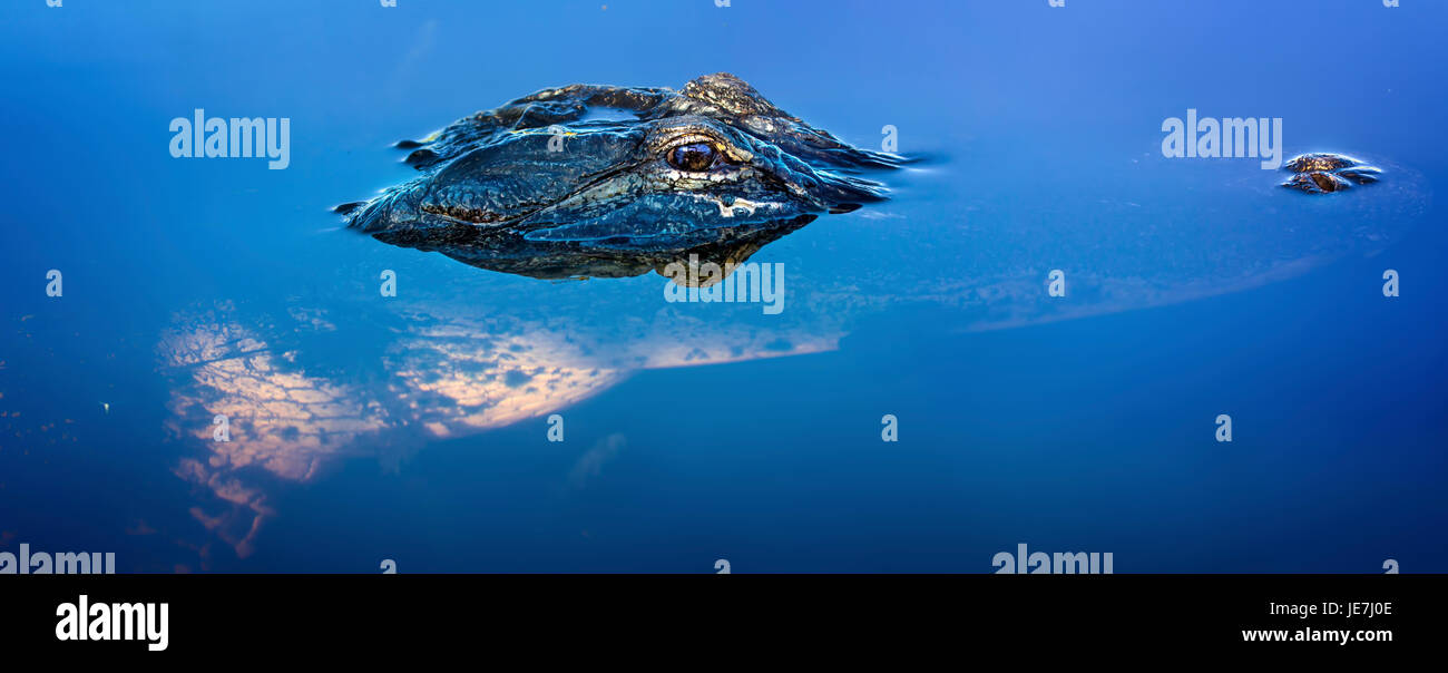 A 13 foot alligator in the Florida Everglades is captured in this ...