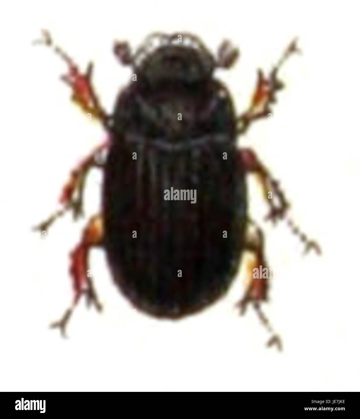 The title refers to the species Diastictus vulneratus, a type of ...