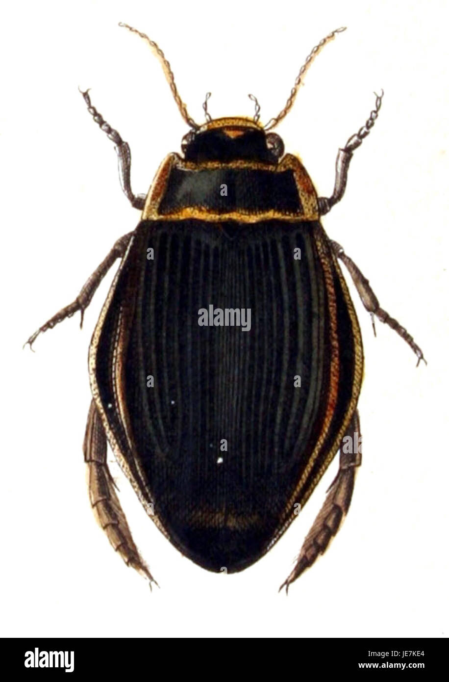 Dytiscus latissimus hi-res stock photography and images - Alamy