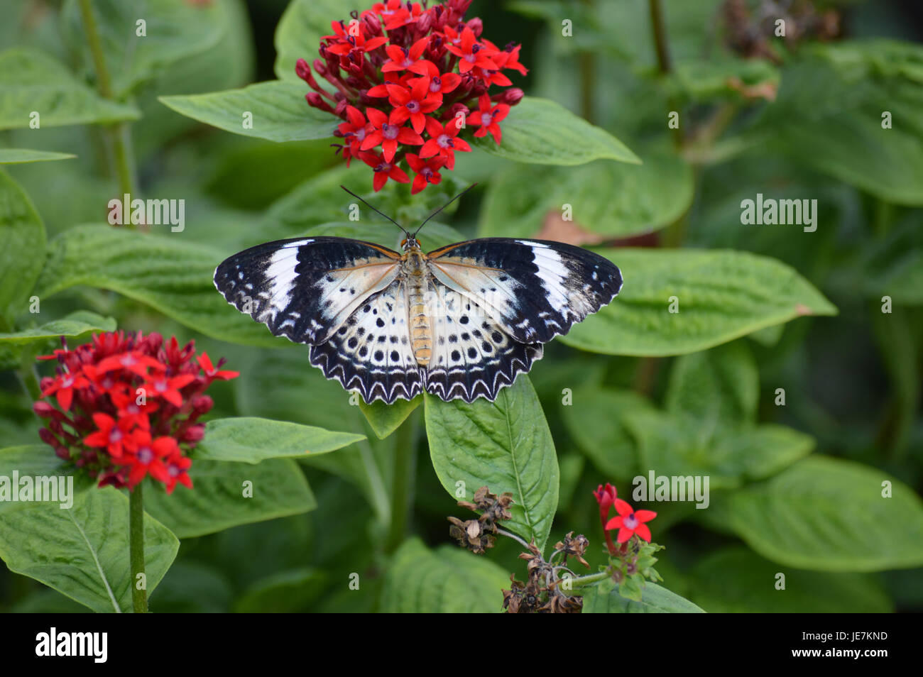 Butterfly in the garden Stock Photo - Alamy