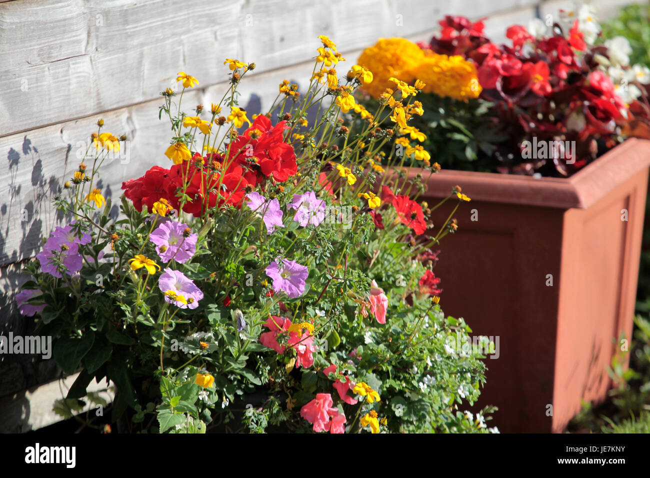 Bright colourful plants in garden planters Stock Photo - Alamy